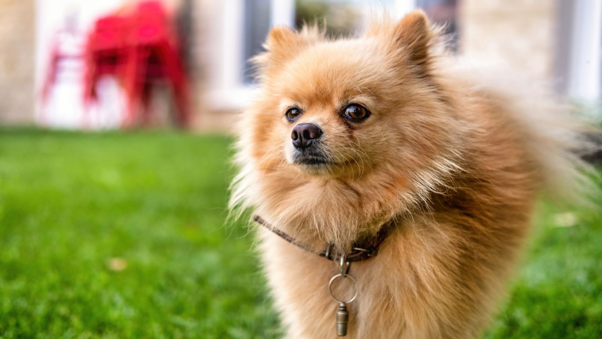 Washington, DC 20008 Veterinary Services | CityPaws Animal Hospital ...