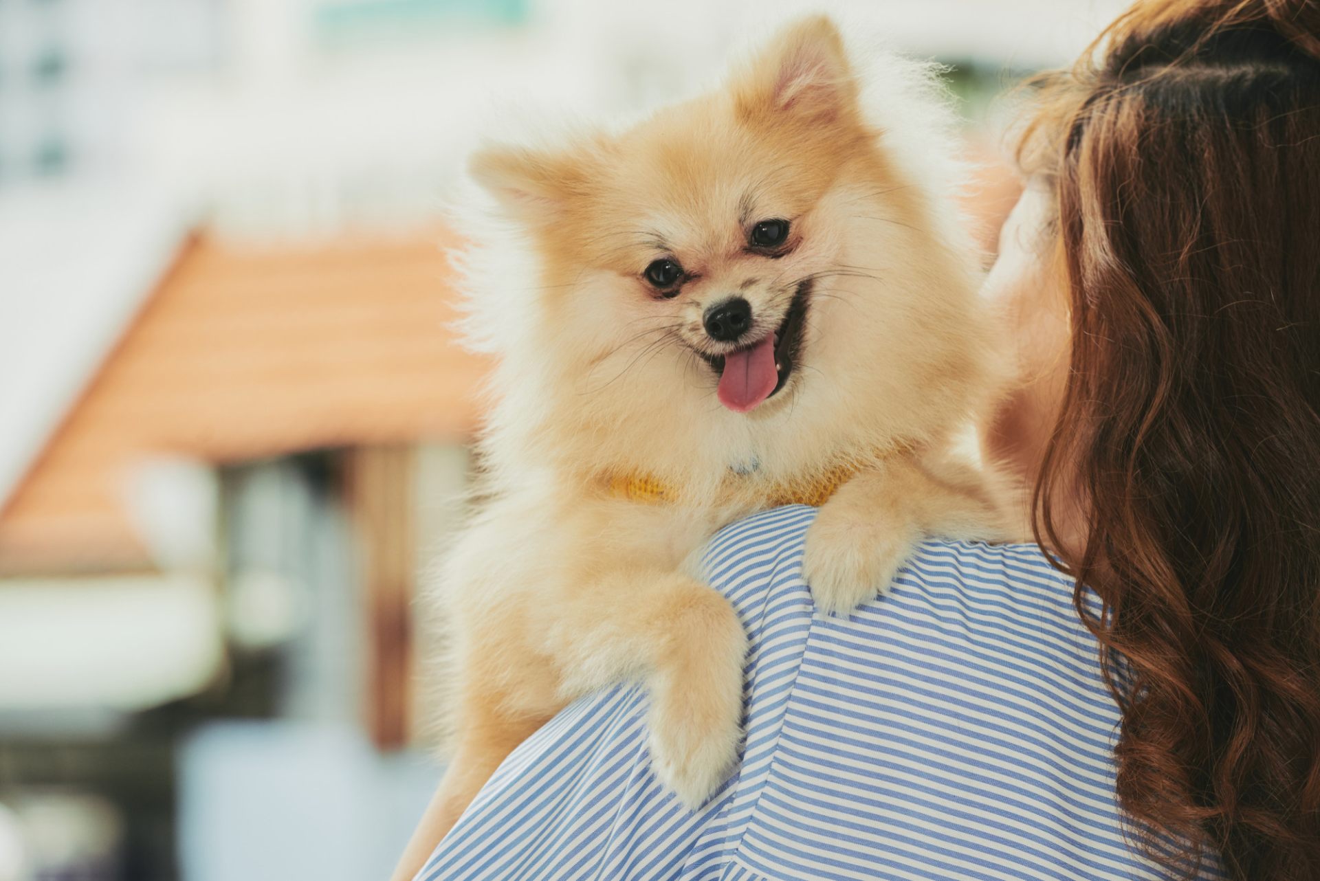 CityPaws Animal Hospital - Uptown Tour | Vet Hospital In Washington, DC ...