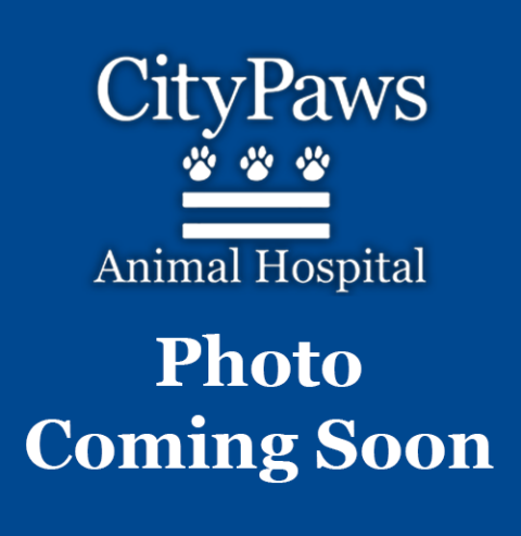 Veterinarian In Washington, DC 20008 | CityPaws Animal Hospital - Uptown